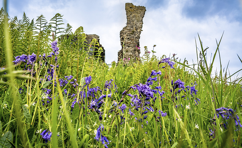 100 Meadows | English Heritage