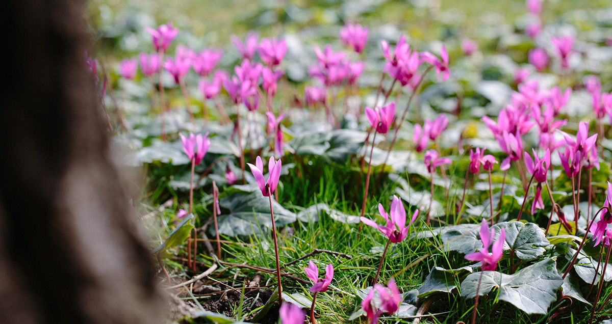 Flowers to See in Autumn | English Heritage