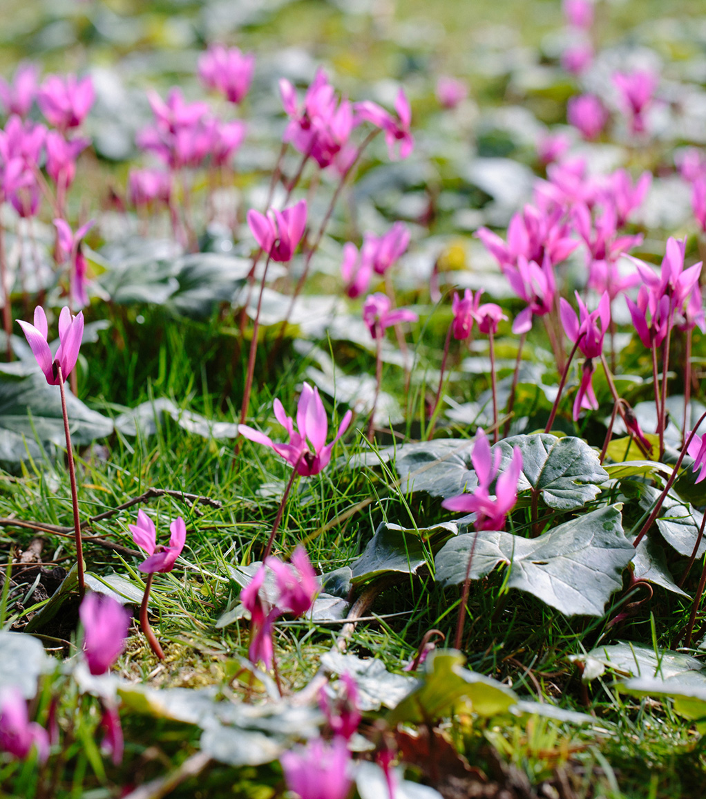 Flowers to See in Autumn English Heritage