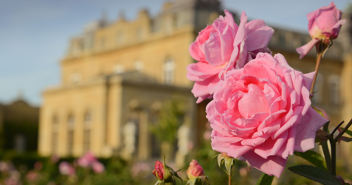 Blooming marvellous: roses through time | English Heritage