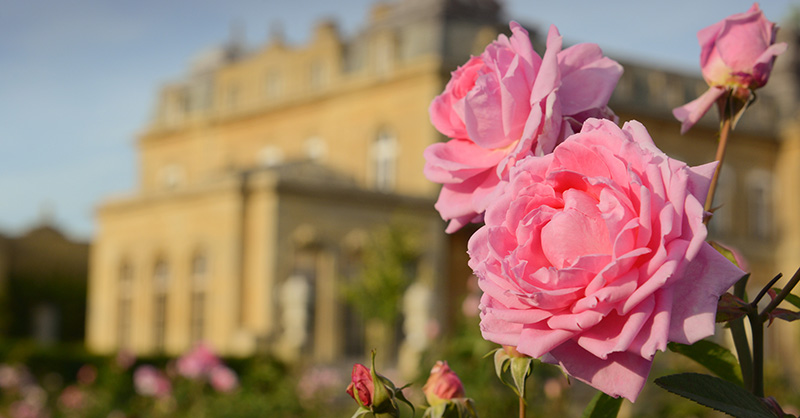 Blooming marvellous: roses through time | English Heritage