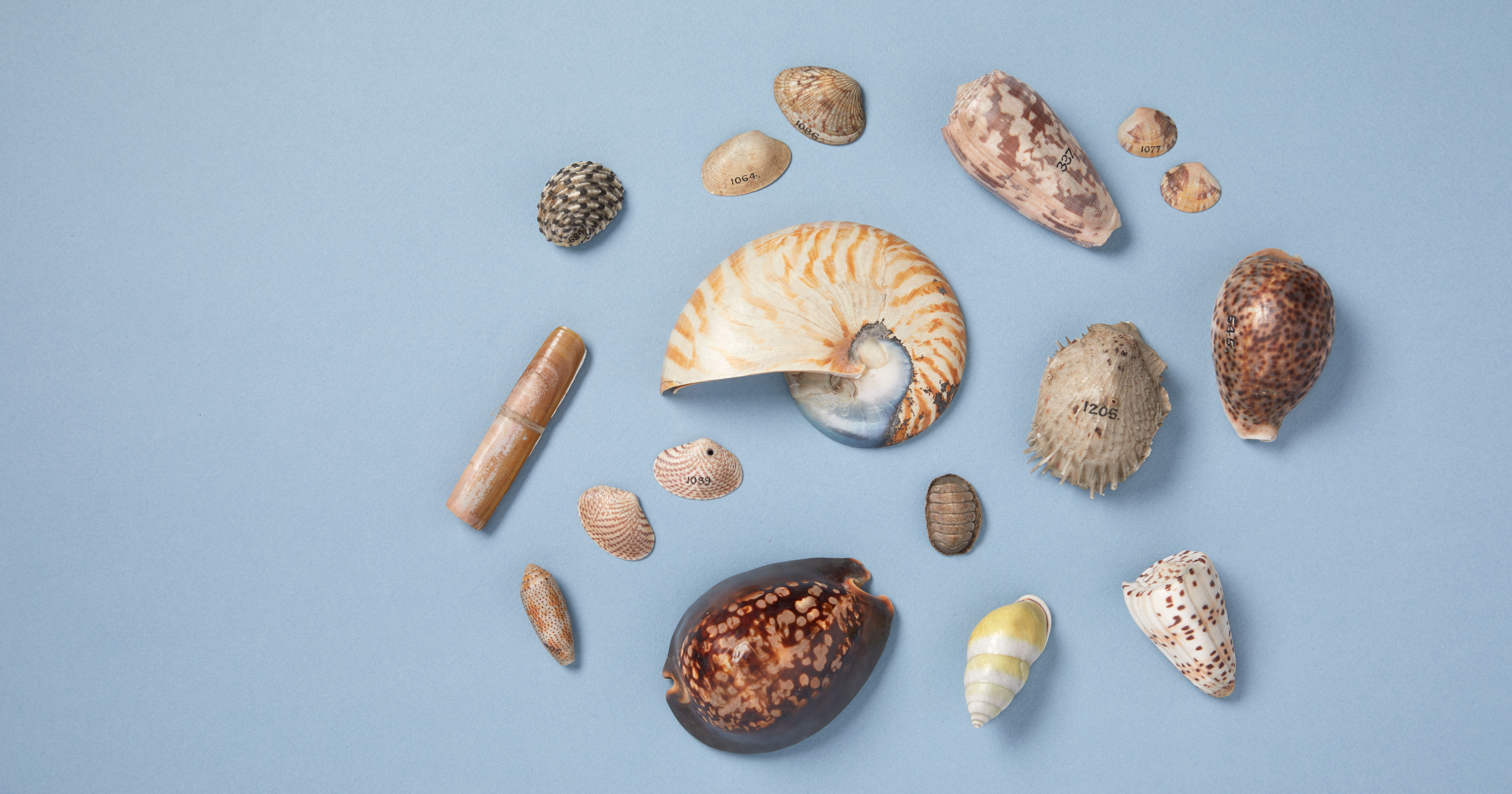 Names Of Seashells With Pictures Uk