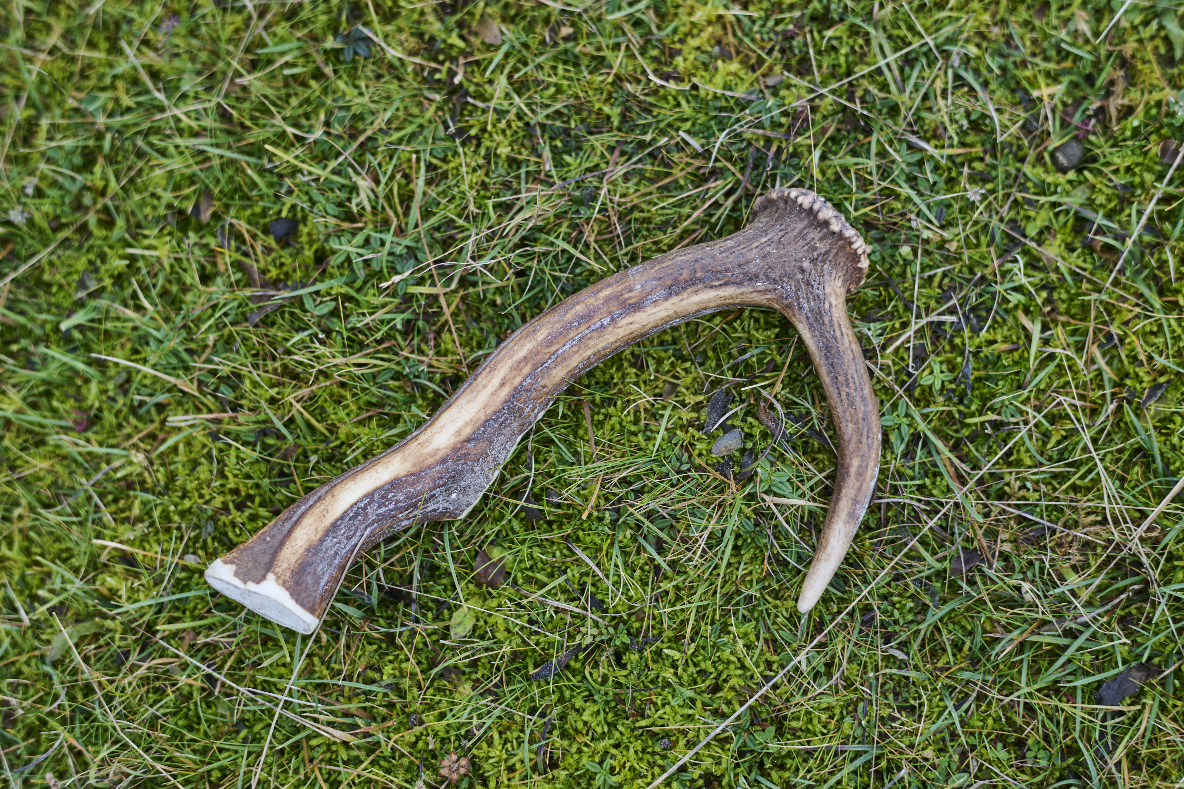 Grime's Graves - Prehistoric Flint Mine | English Heritage