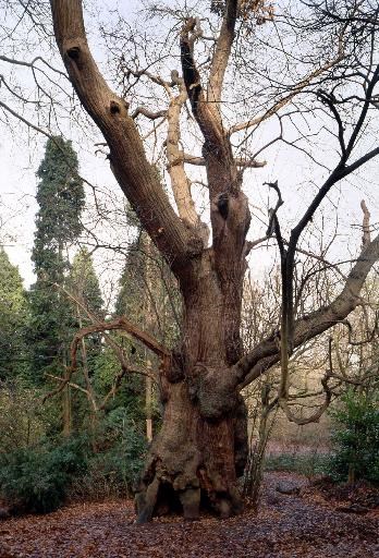 Kenwood | English Heritage