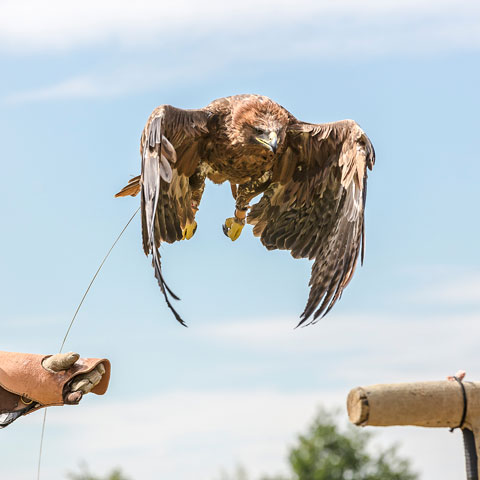 Dover Castle | English Heritage